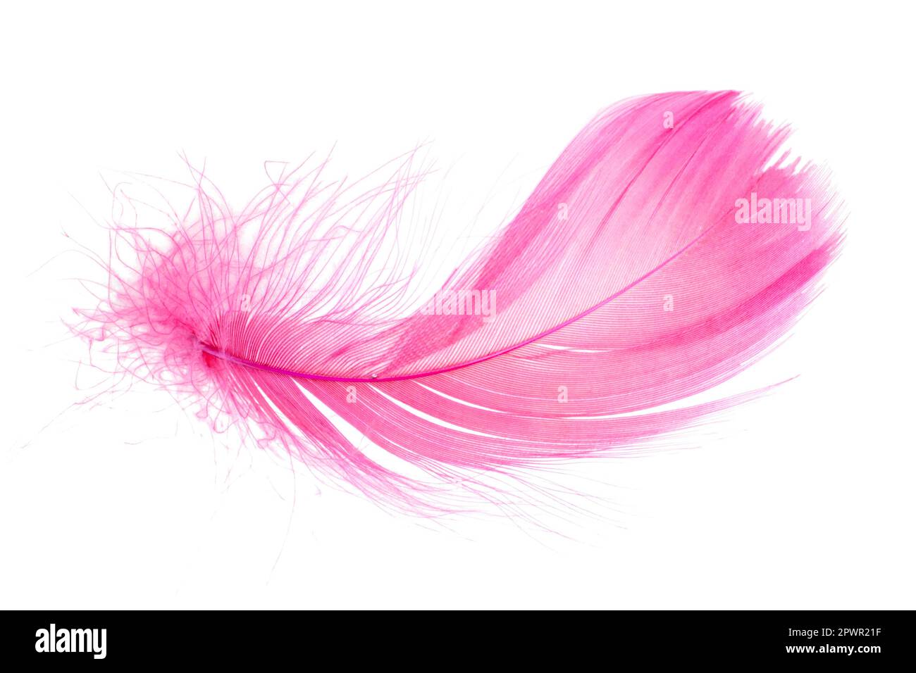 Light fluffy pink feather isolated on white background Stock Photo - Alamy