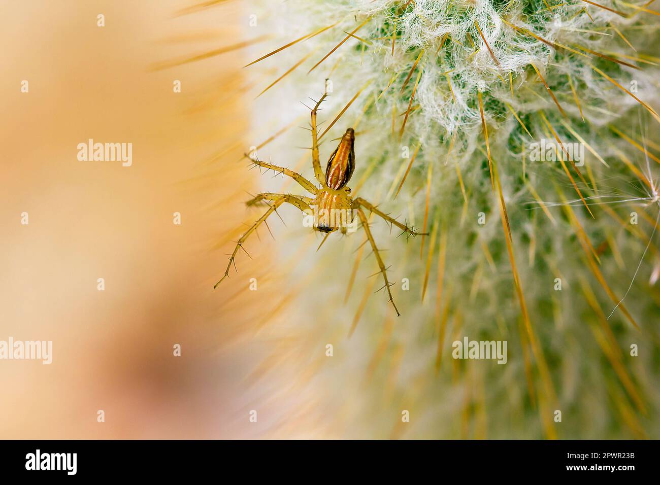 Spider web in desert hi-res stock photography and images - Alamy