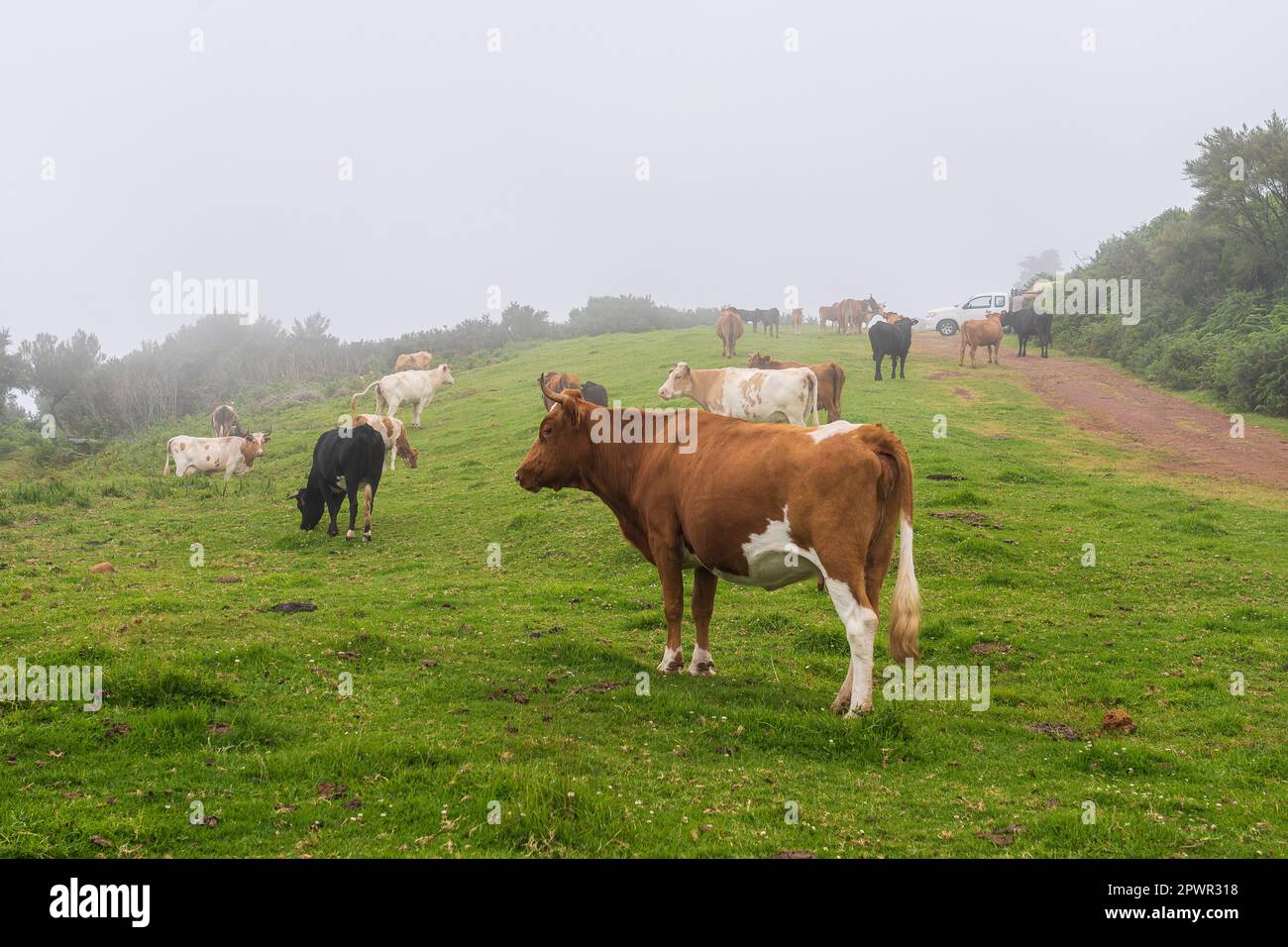 Cows on pasture on Madeira island. Summertime Stock Photo - Alamy