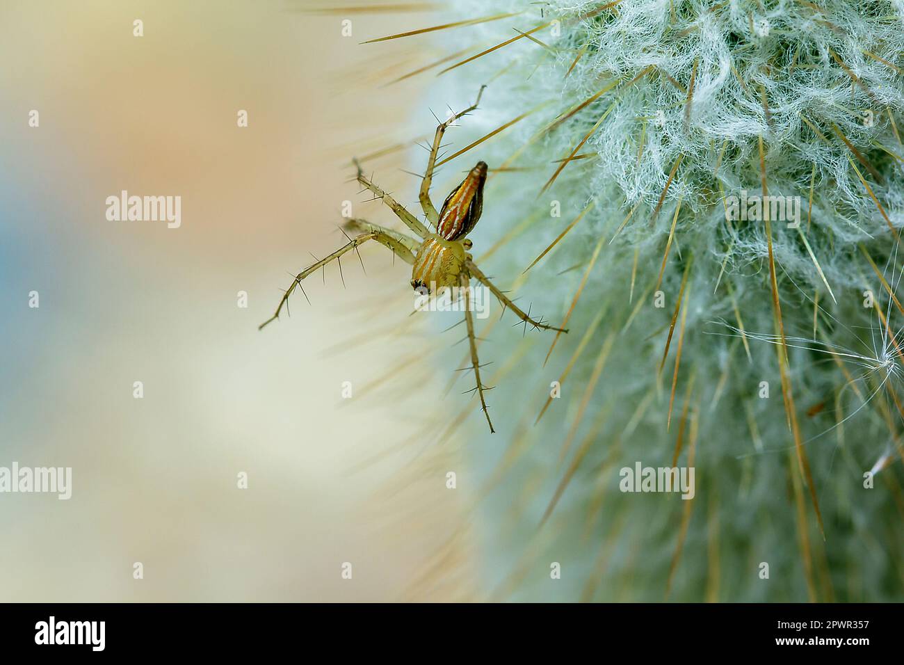 Spider web in desert hi-res stock photography and images - Alamy