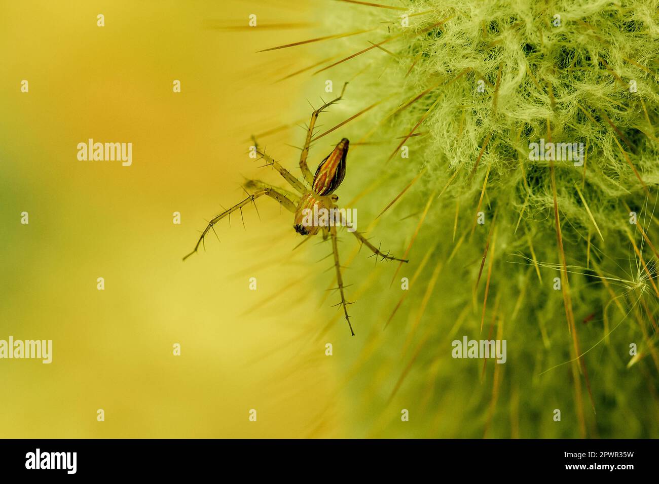 Spider web in desert hi-res stock photography and images - Alamy