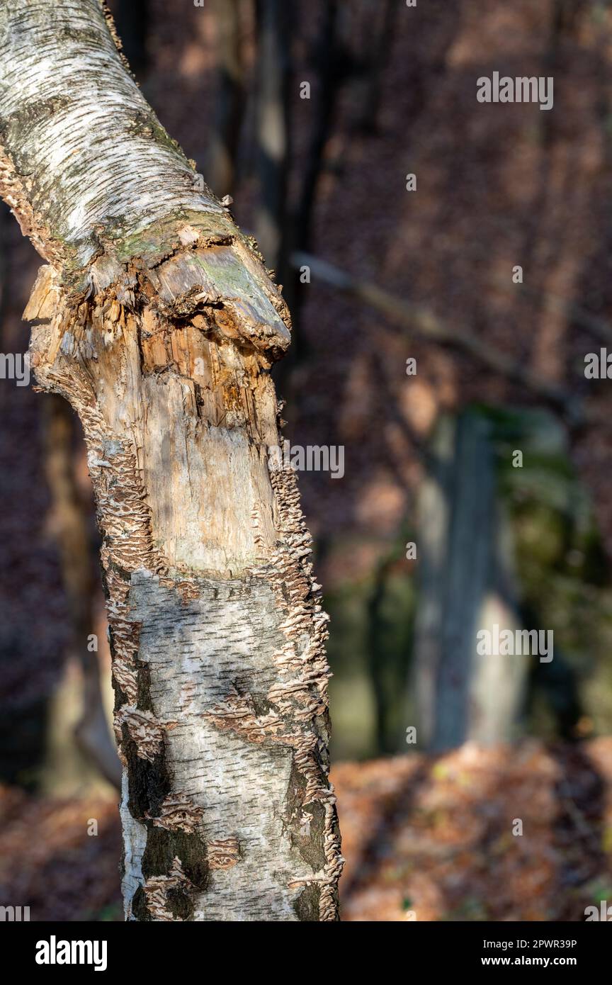 Broken birch hi-res stock photography and images - Alamy