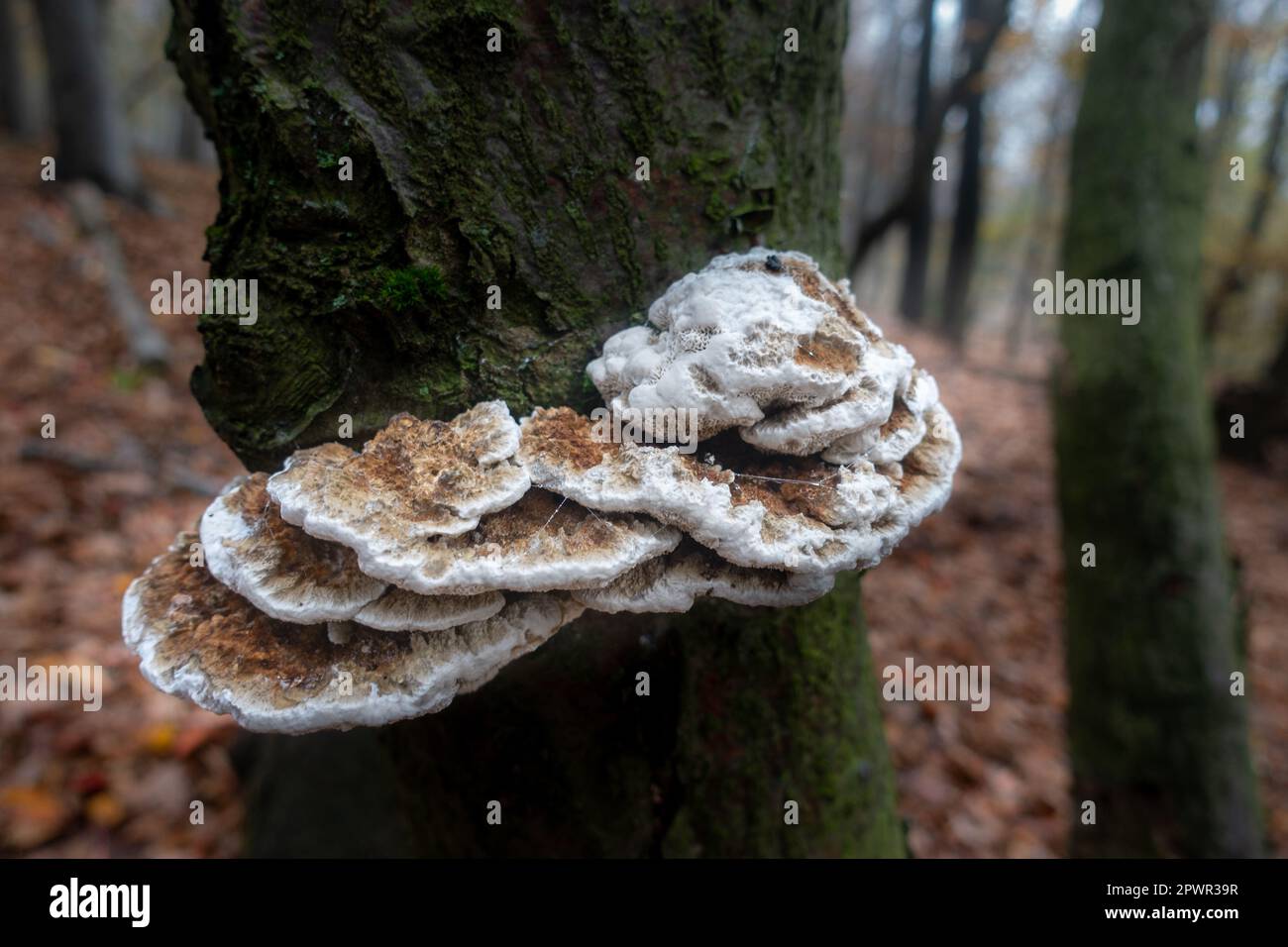 Tinder Sponge (Fomes fomentarius Stock Photo - Alamy