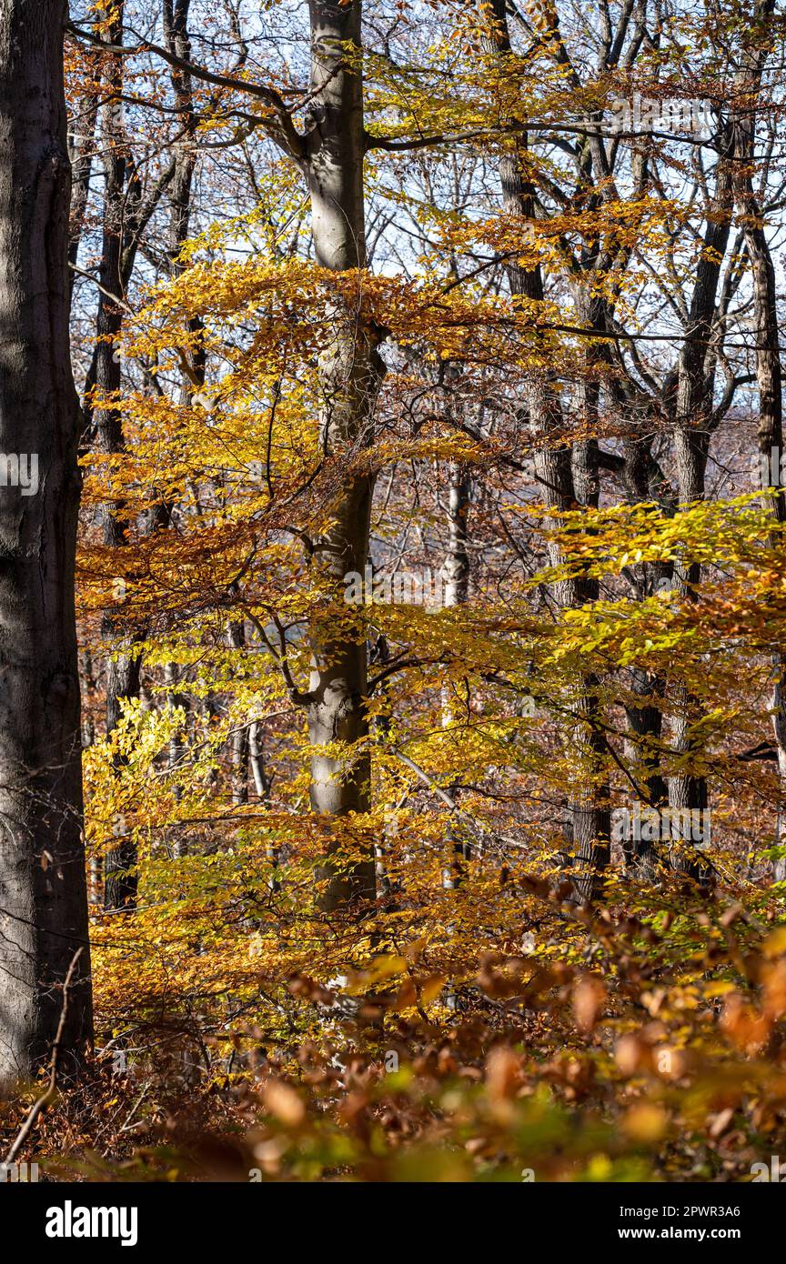 Guise park hi-res stock photography and images - Alamy