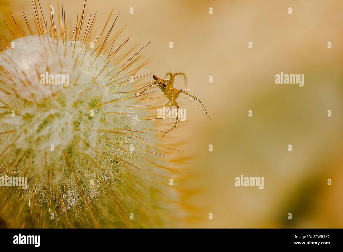 Spider spine flower hi-res stock photography and images - Alamy