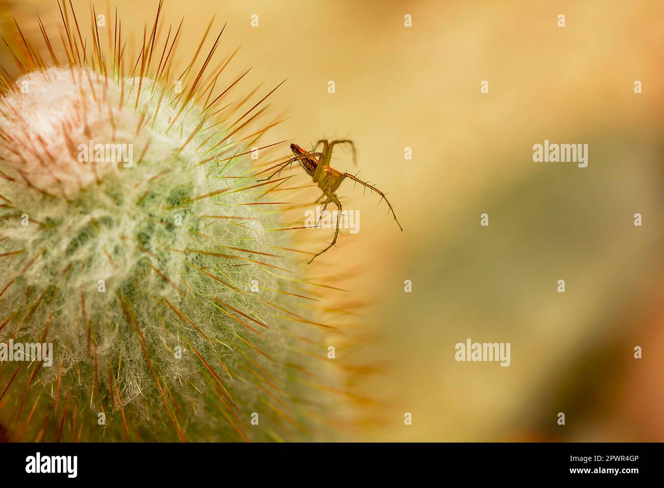Spider web in desert hi-res stock photography and images - Alamy