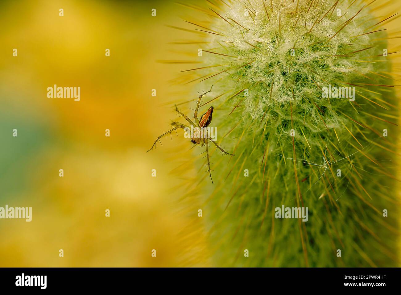 Spider web in desert hi-res stock photography and images - Alamy