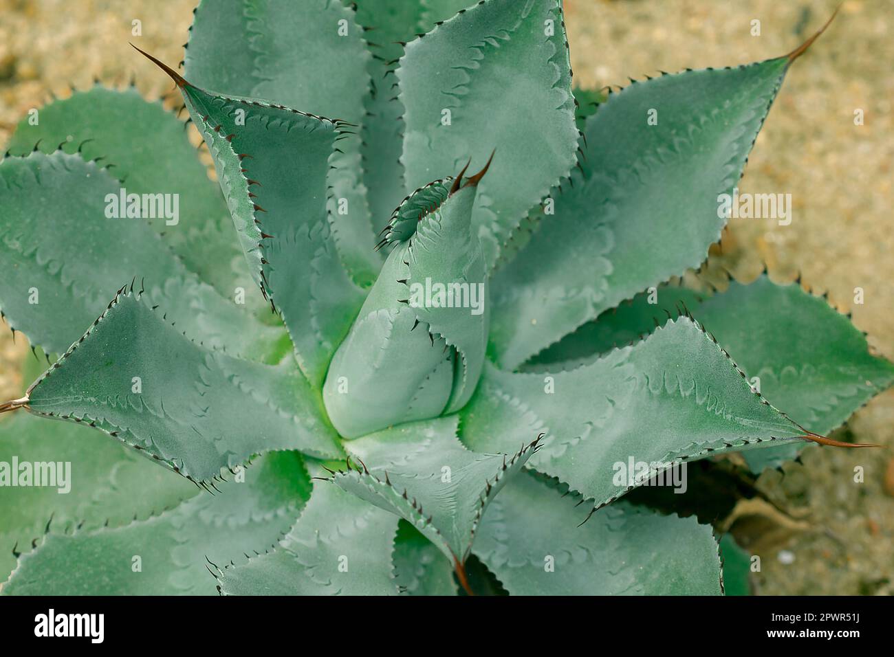 Agave potatorum in nature Stock Photo - Alamy