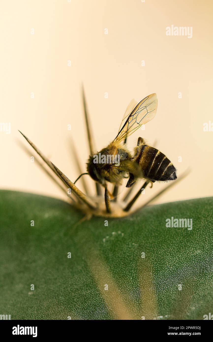 Pointed head bug hi-res stock photography and images - Alamy