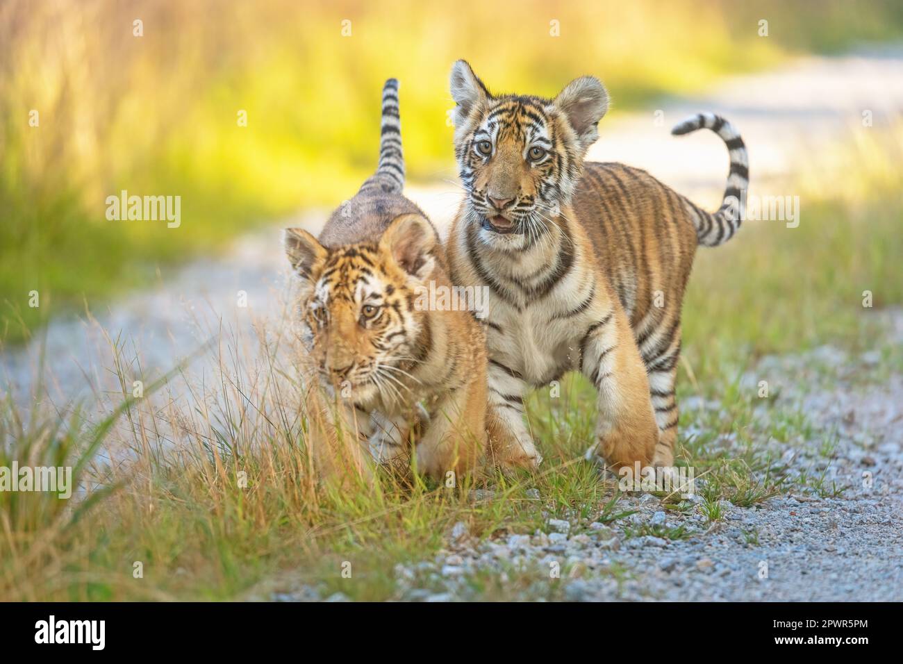 Cute Bengal Tiger Cubs