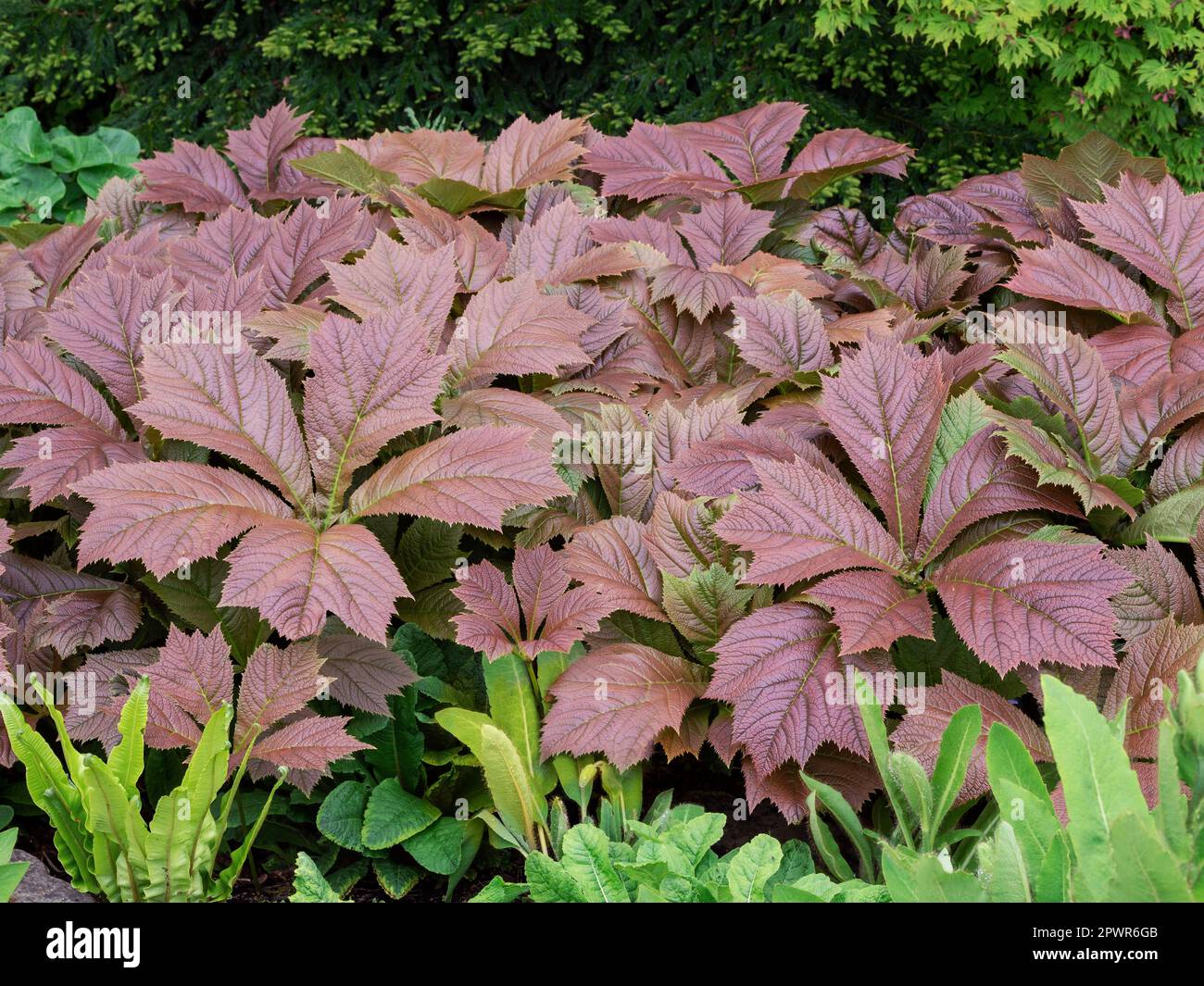Rodgersia podophylla hi-res stock photography and images - Alamy