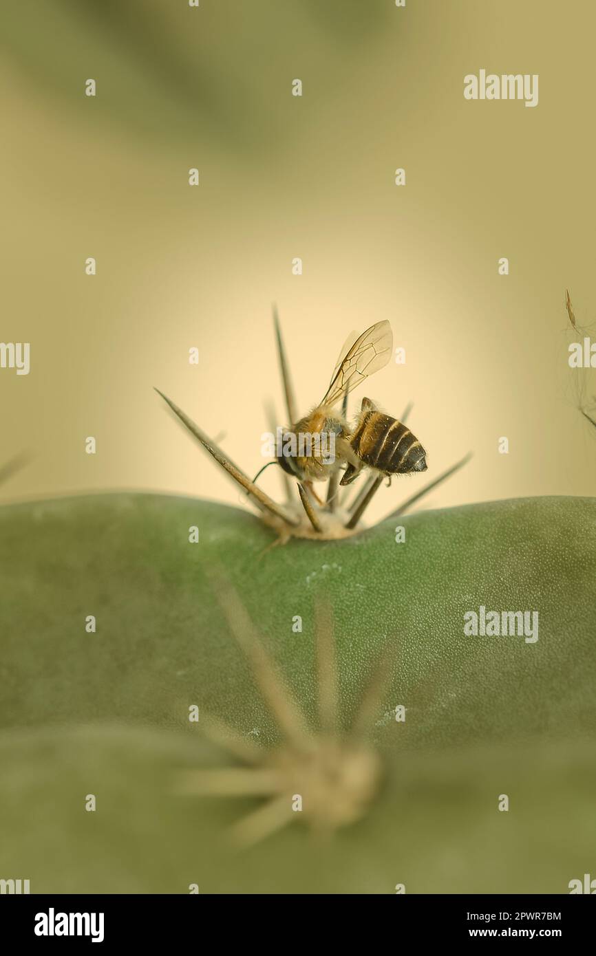 The bee dies with a pointed spike Stock Photo - Alamy