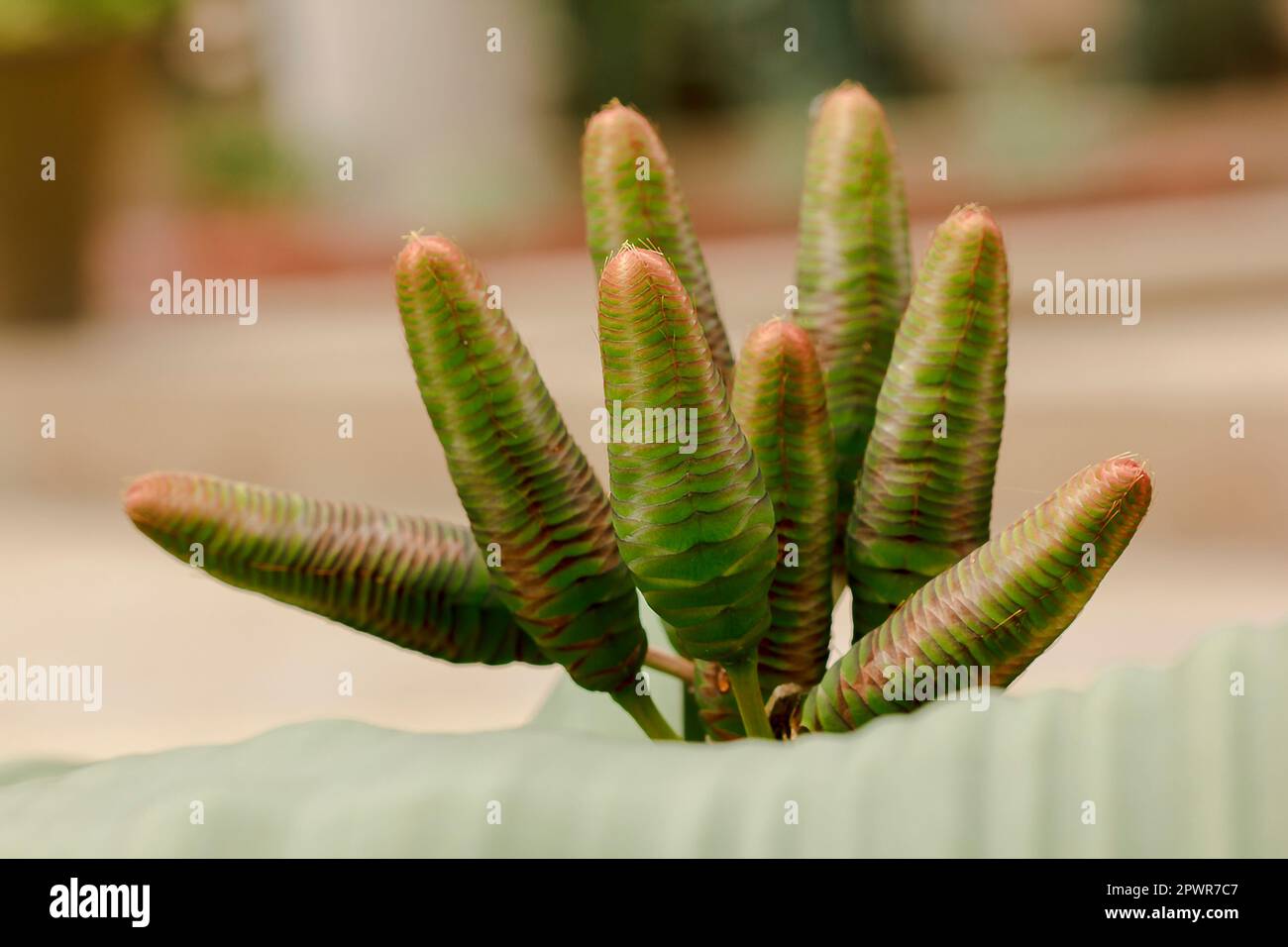 Welwitschia flower hi-res stock photography and images - Alamy