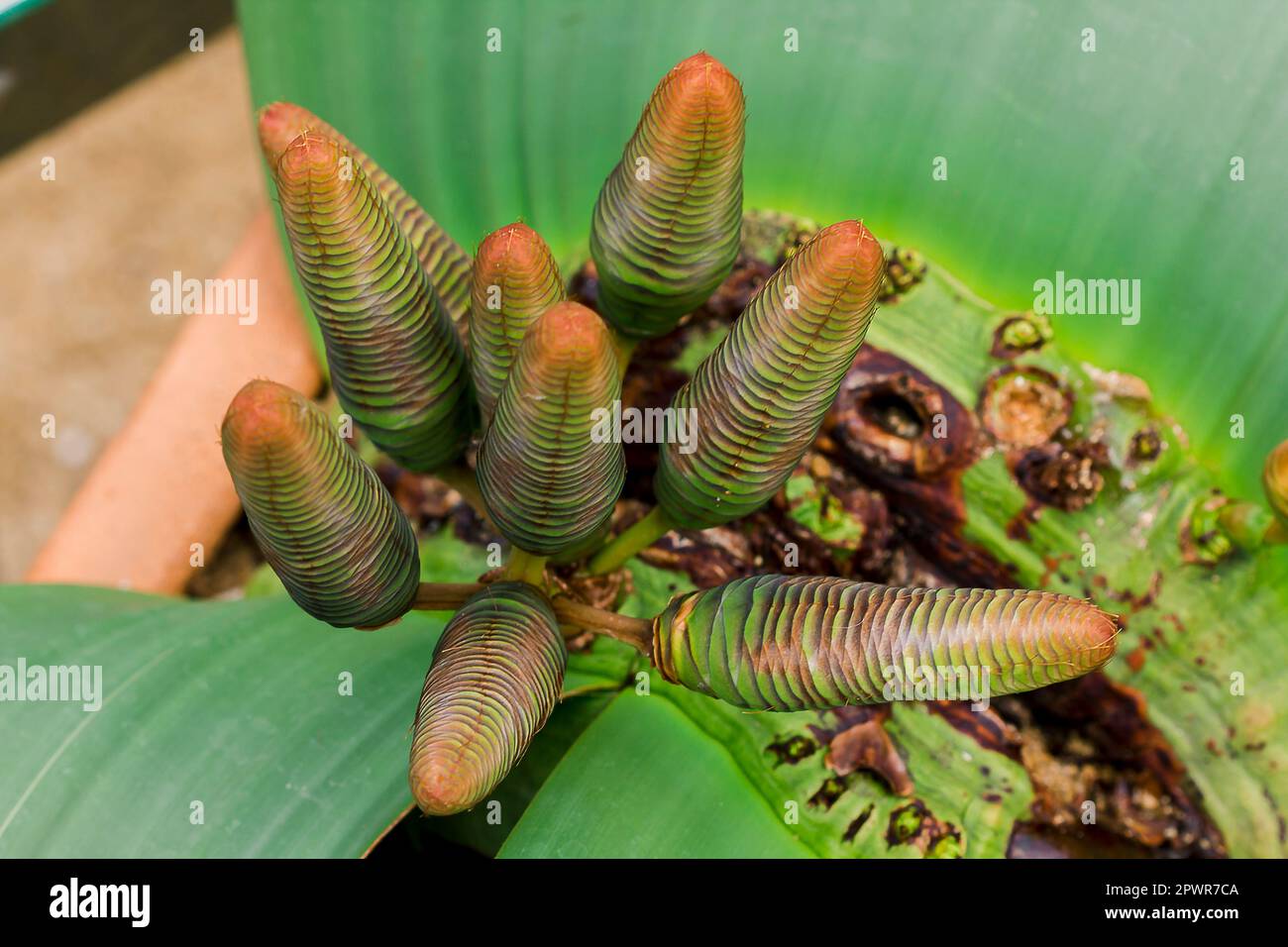 Welwitschia flower hi-res stock photography and images - Alamy
