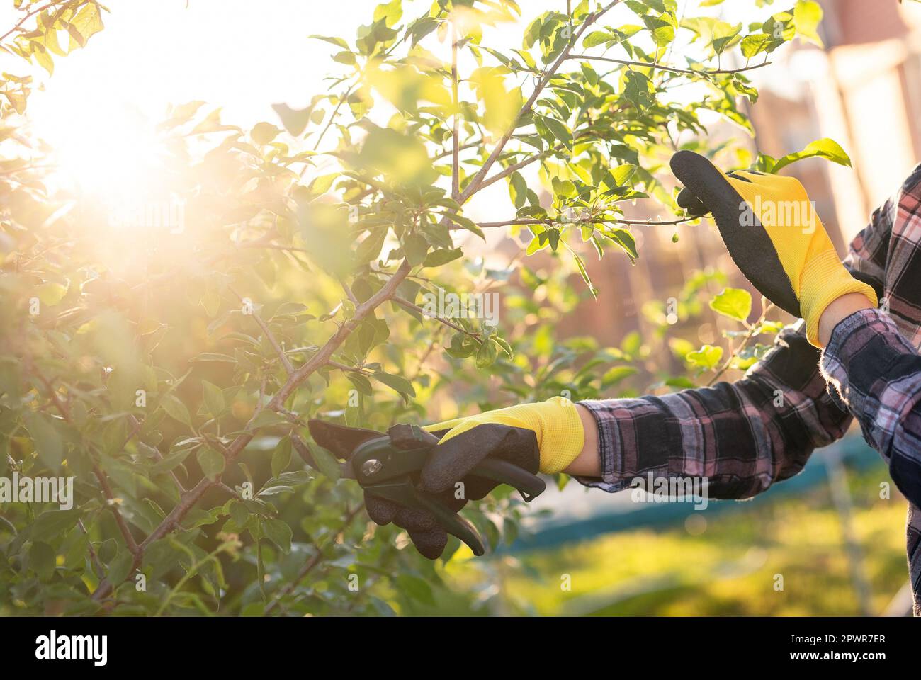Joyful young caucasian woman gardener cuts unnecessary branches and ...