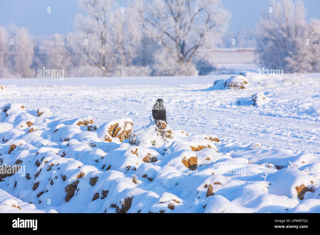 one crow sitting on a snow covered field in winter Stock Photo - Alamy