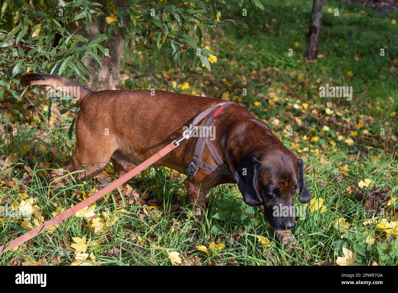 sniffer dog on a leash searching the track Stock Photo - Alamy