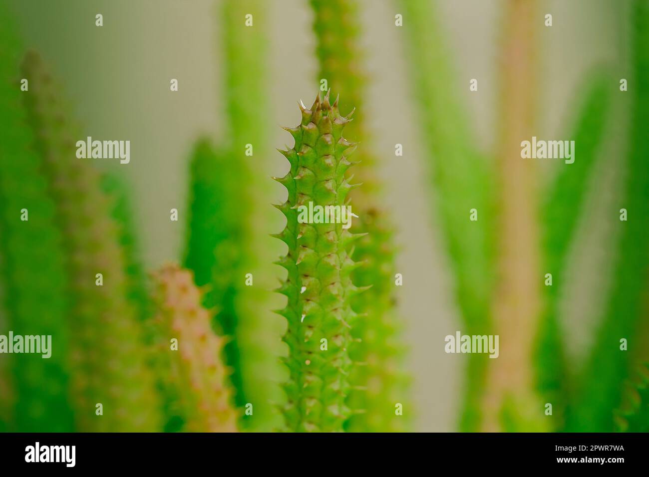 Cactus spikes throughout the trunk Stock Photo - Alamy