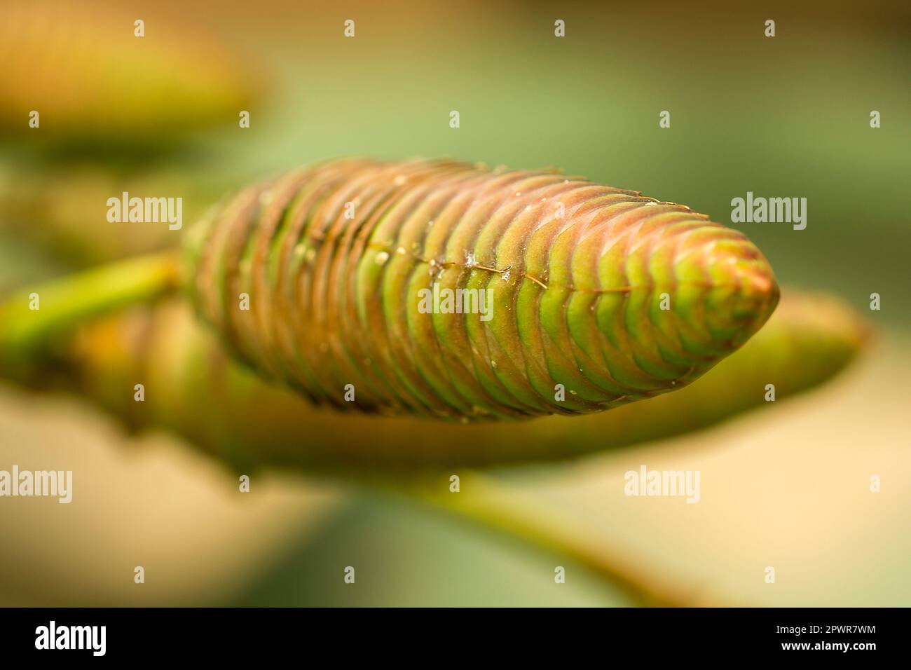 Welwitschia mirabilis endemic namib hi-res stock photography and images ...