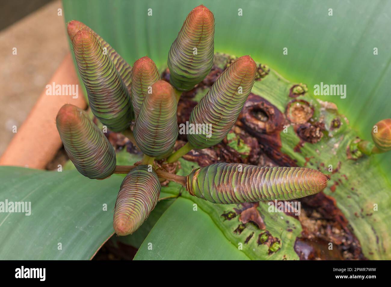 Welwitschia flower hi-res stock photography and images - Alamy