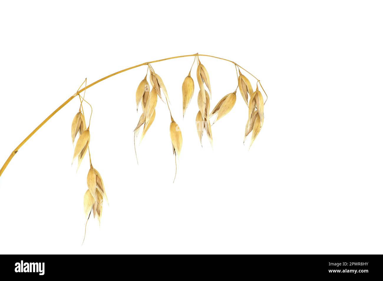 Common oat (Avena sativa) branch with ready to harvest oats grains ...