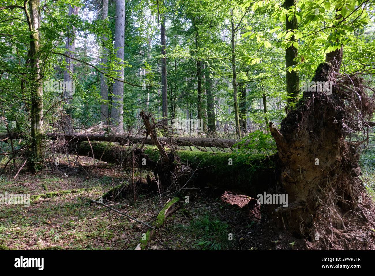 Oak and hornbeam tree deciduous forest in summerwith broken oak tree in ...