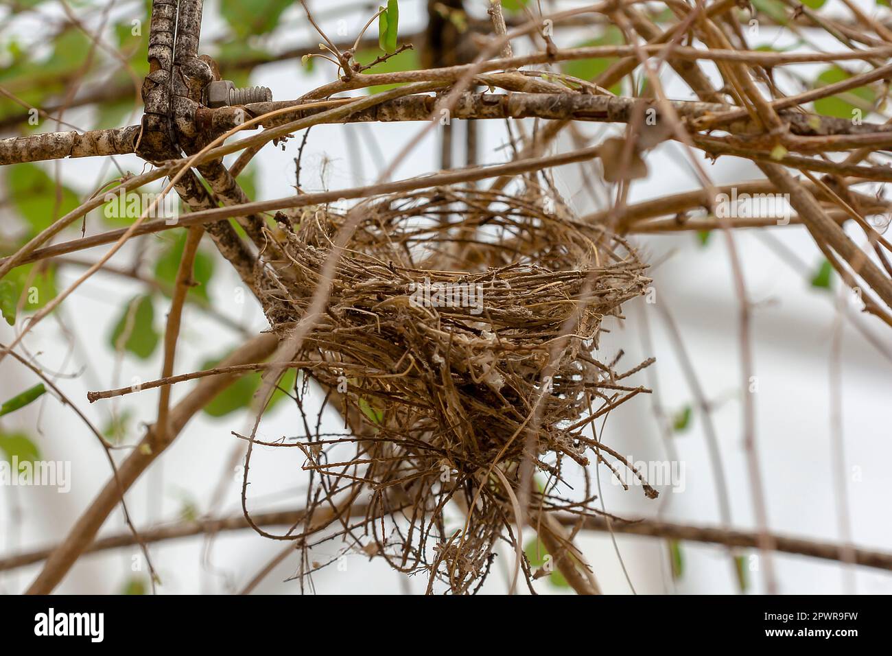 Bird's nest in nature on a steel frame Stock Photo - Alamy