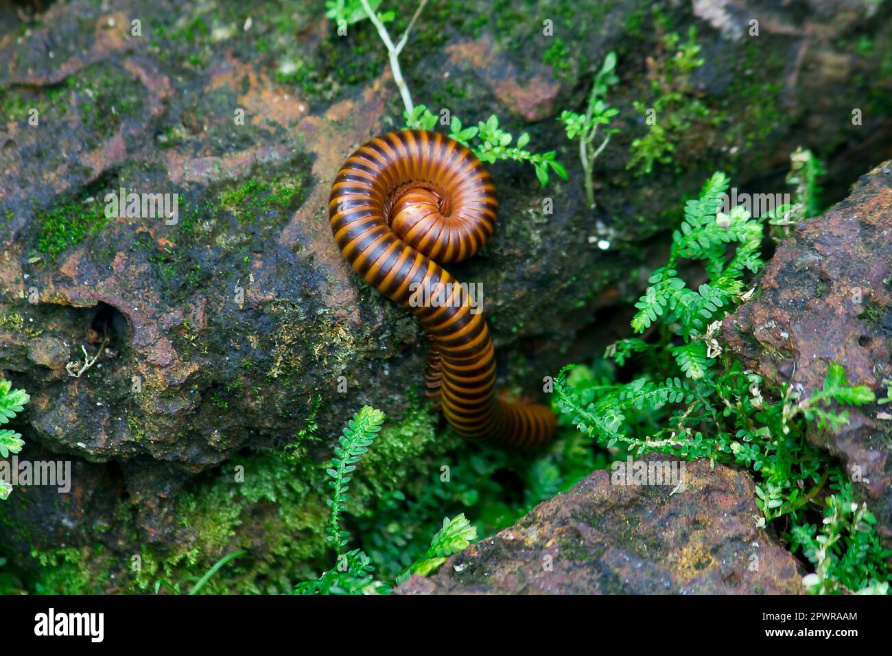 millipede is on moss in nature Stock Photo - Alamy