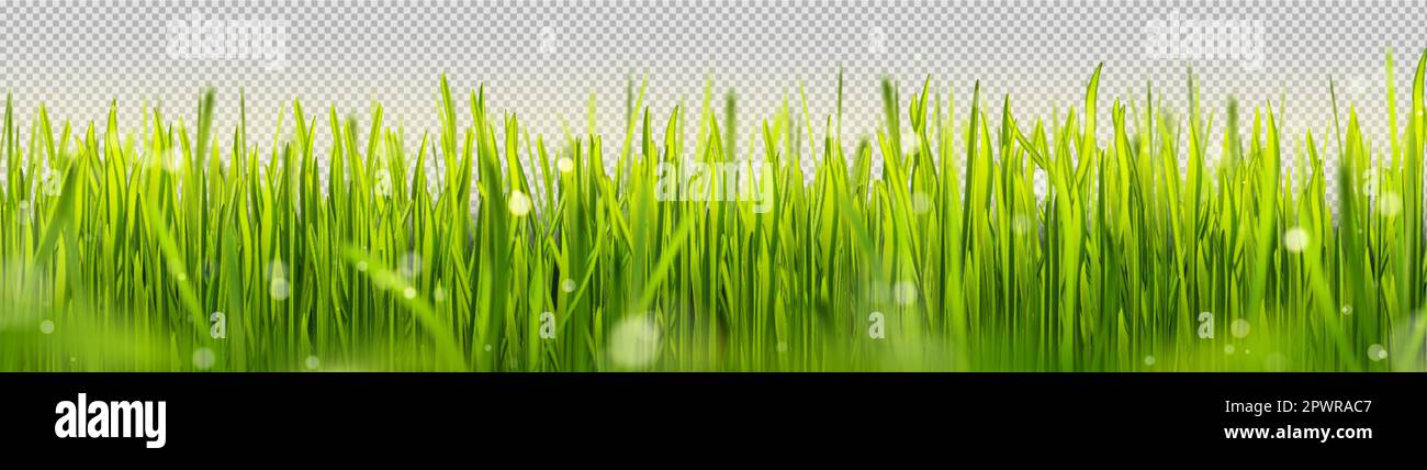Realistic green lawn grass border with sun light. Easter sunny park ...