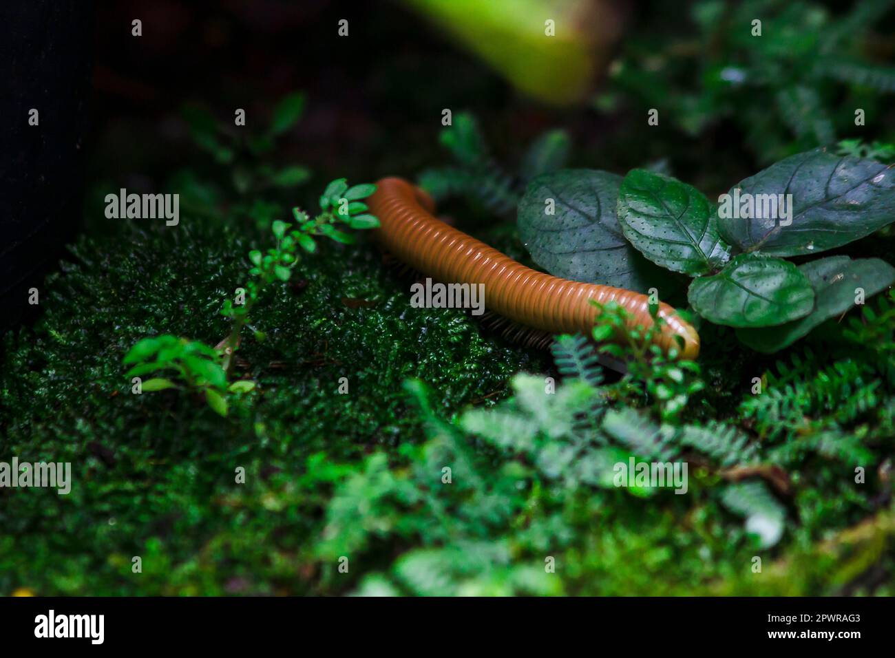 Black snake millipede hi-res stock photography and images - Alamy