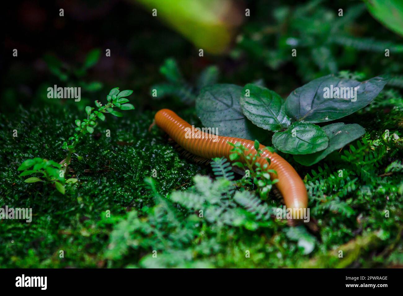 millipede is on moss in nature Stock Photo - Alamy