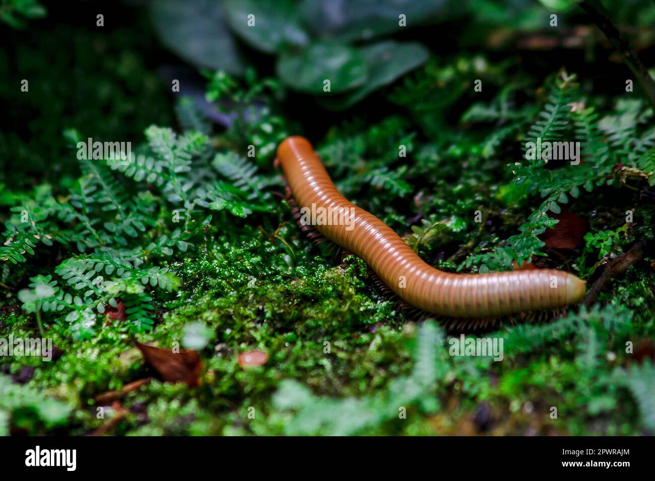Millipede body hi-res stock photography and images - Alamy