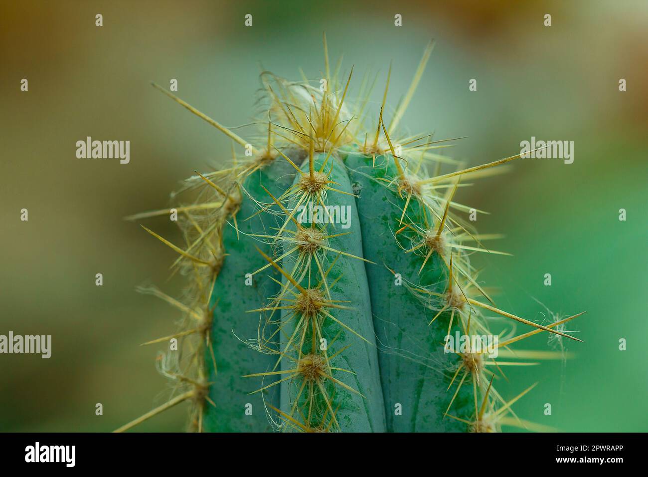 The cactus in nature has sharp spines Stock Photo - Alamy