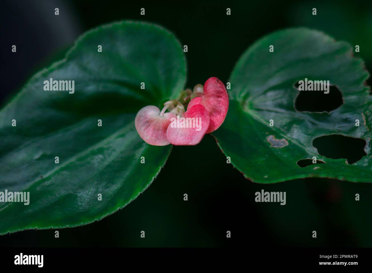 Begonia has a pink inflorescence in the beautiful nature Stock Photo ...