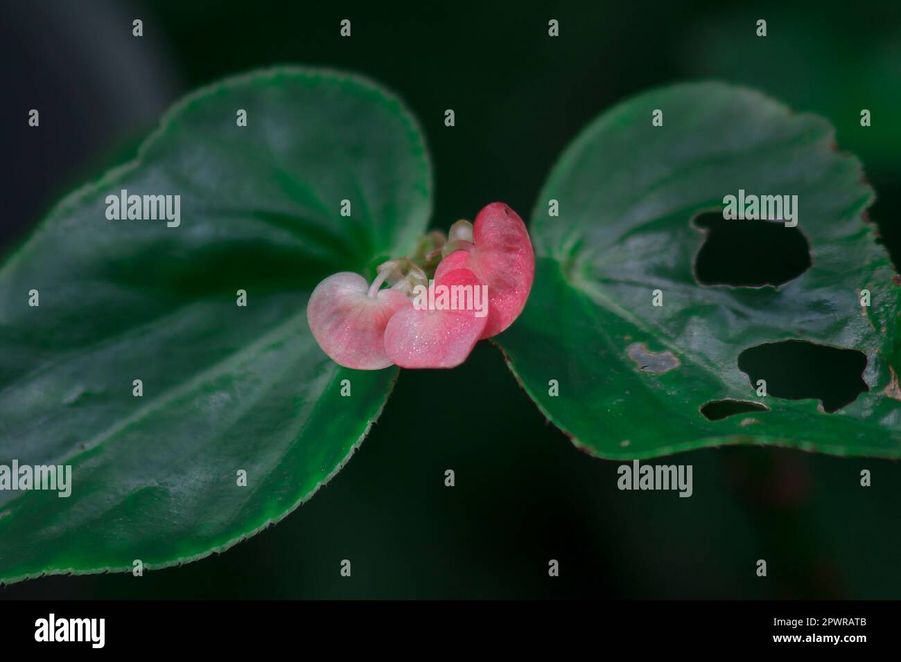 Begonia has a pink inflorescence in the beautiful nature Stock Photo ...