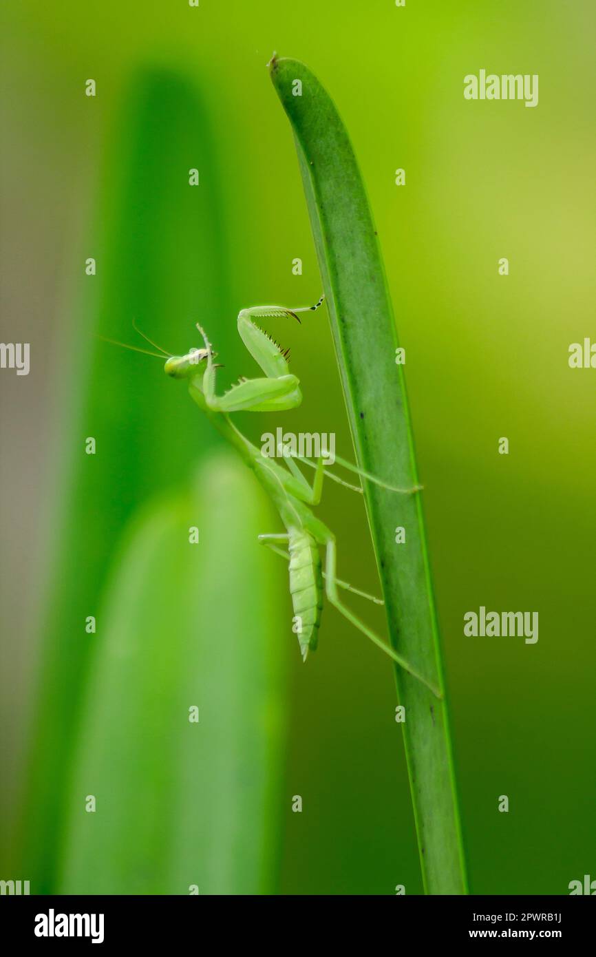 Mantodea is on a green leaf Stock Photo - Alamy