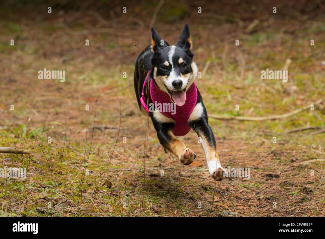 The Border Collie is a breed of herding dog considered the most ...