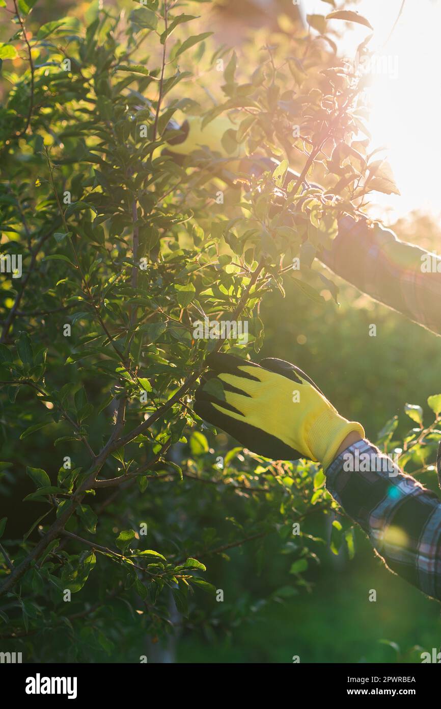 Joyful young caucasian woman gardener cuts unnecessary branches and ...
