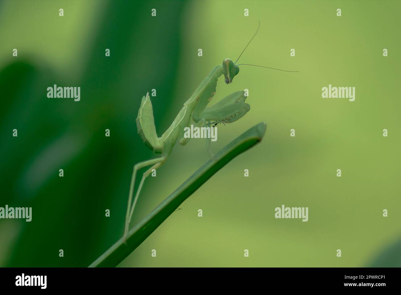 Mantodea is on a leaf hi-res stock photography and images - Alamy