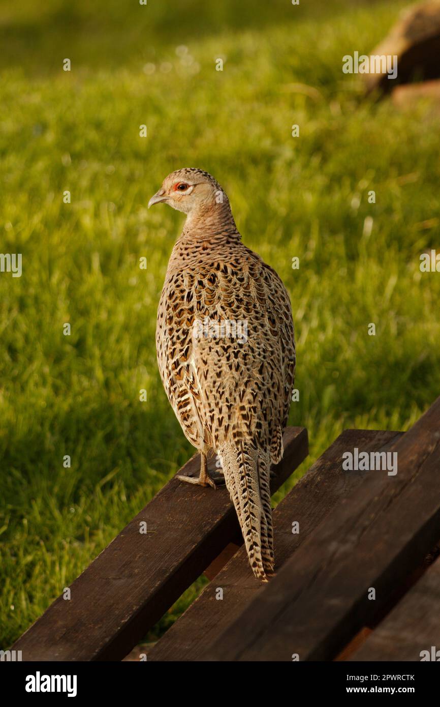 Pheasant flying moor hi-res stock photography and images - Alamy