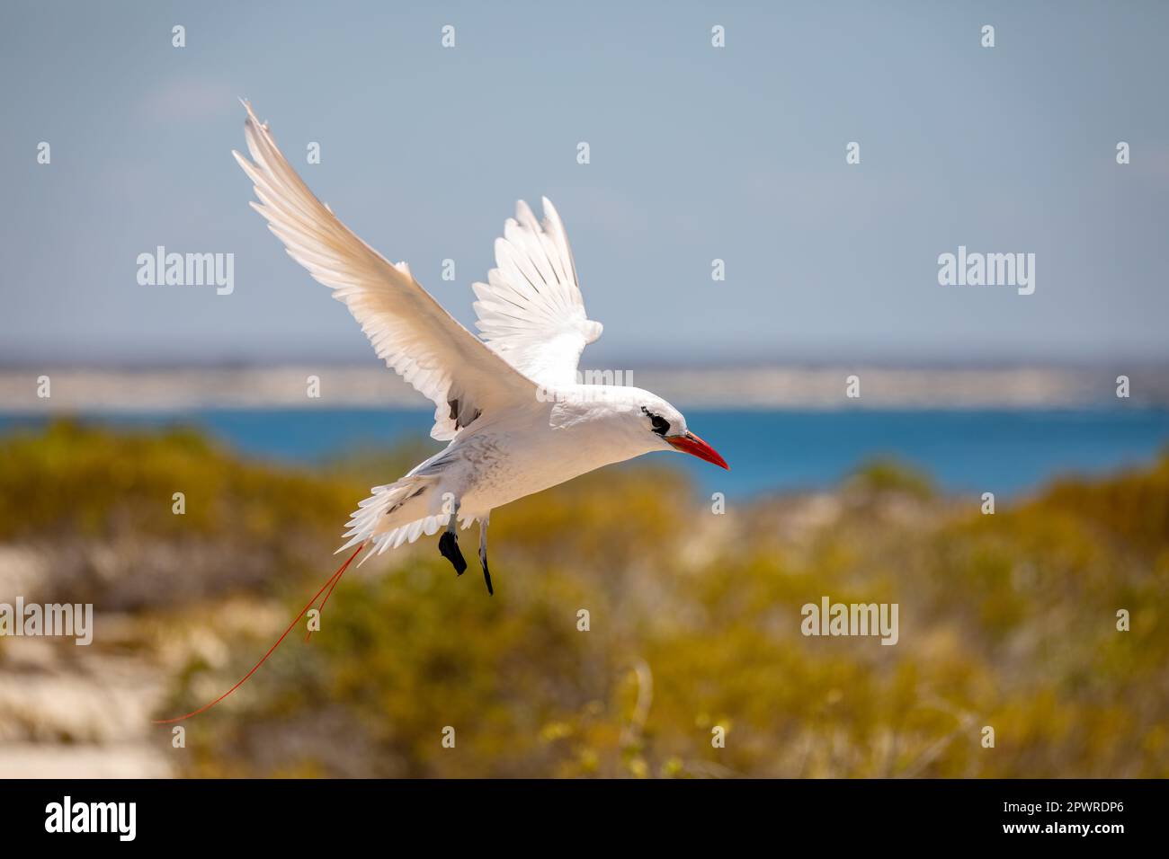 The red-tailed tropicbird (Phaethon rubricauda) in flight. Seabird ...