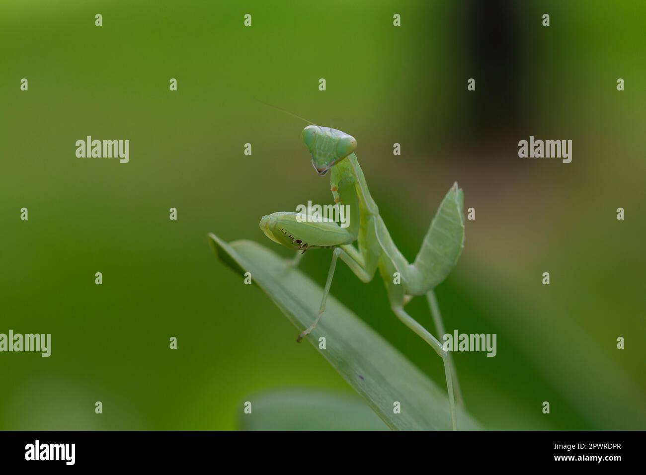 Shot praying mantis on leaf hi-res stock photography and images - Alamy