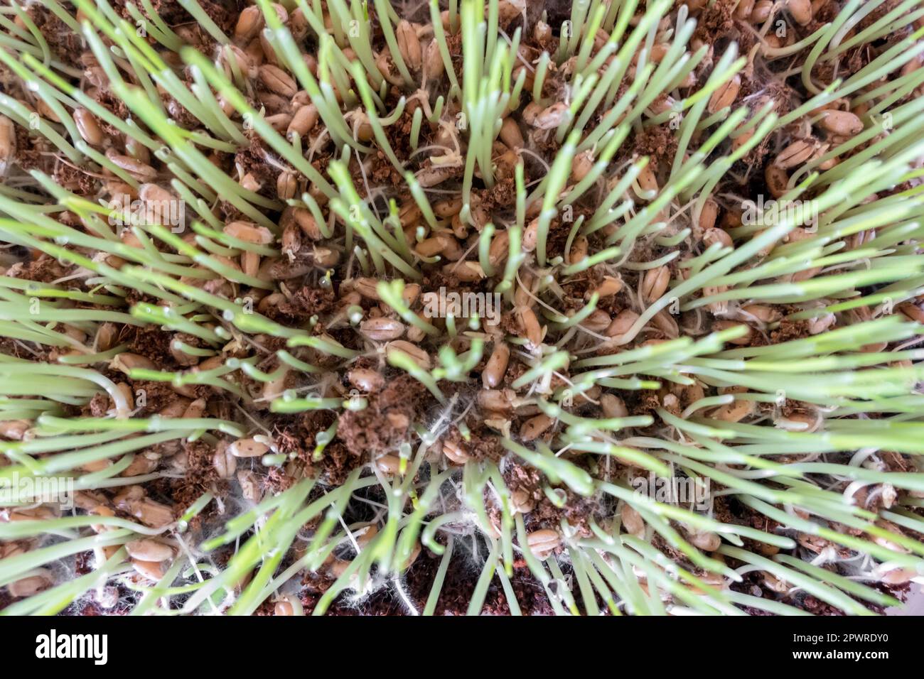Cat grass (Cyperus zumula), closeup. Healthy food for cats Stock Photo ...