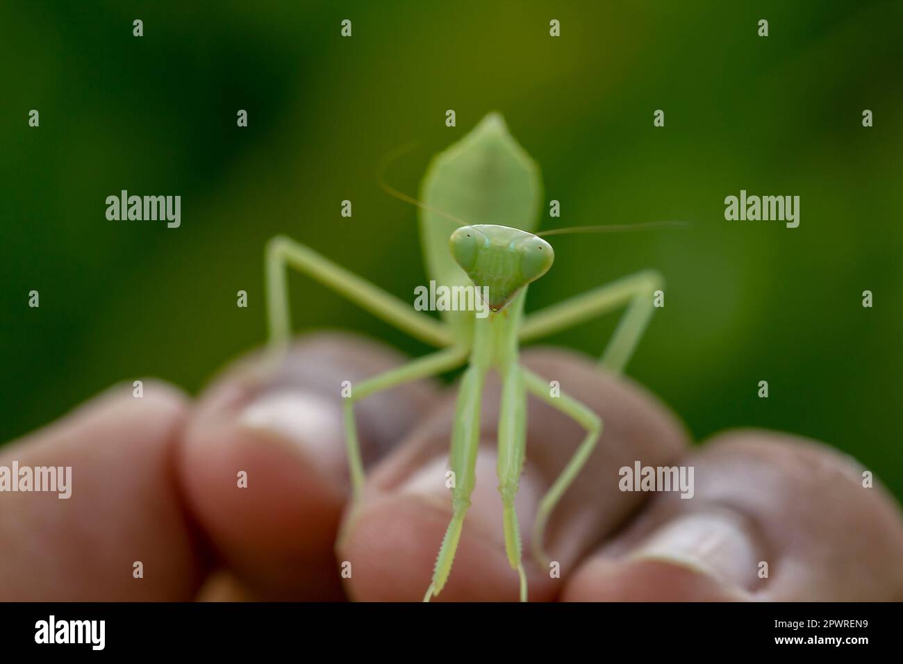 Baby hand up cutout hi-res stock photography and images - Alamy