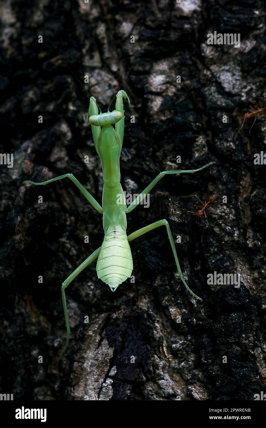 Mantodea species hi-res stock photography and images - Alamy