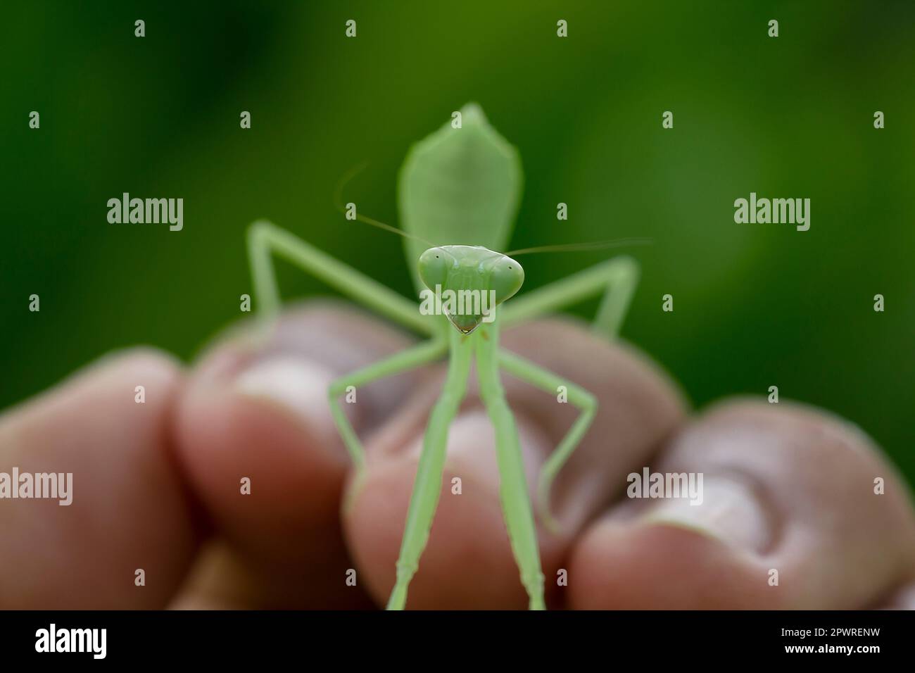 Baby hand up cutout hi-res stock photography and images - Alamy