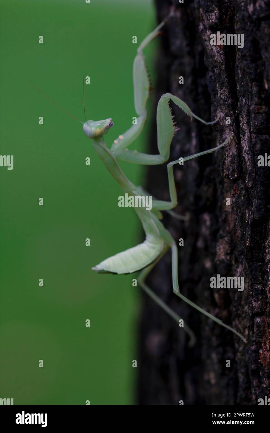 Mantodea species hi-res stock photography and images - Alamy
