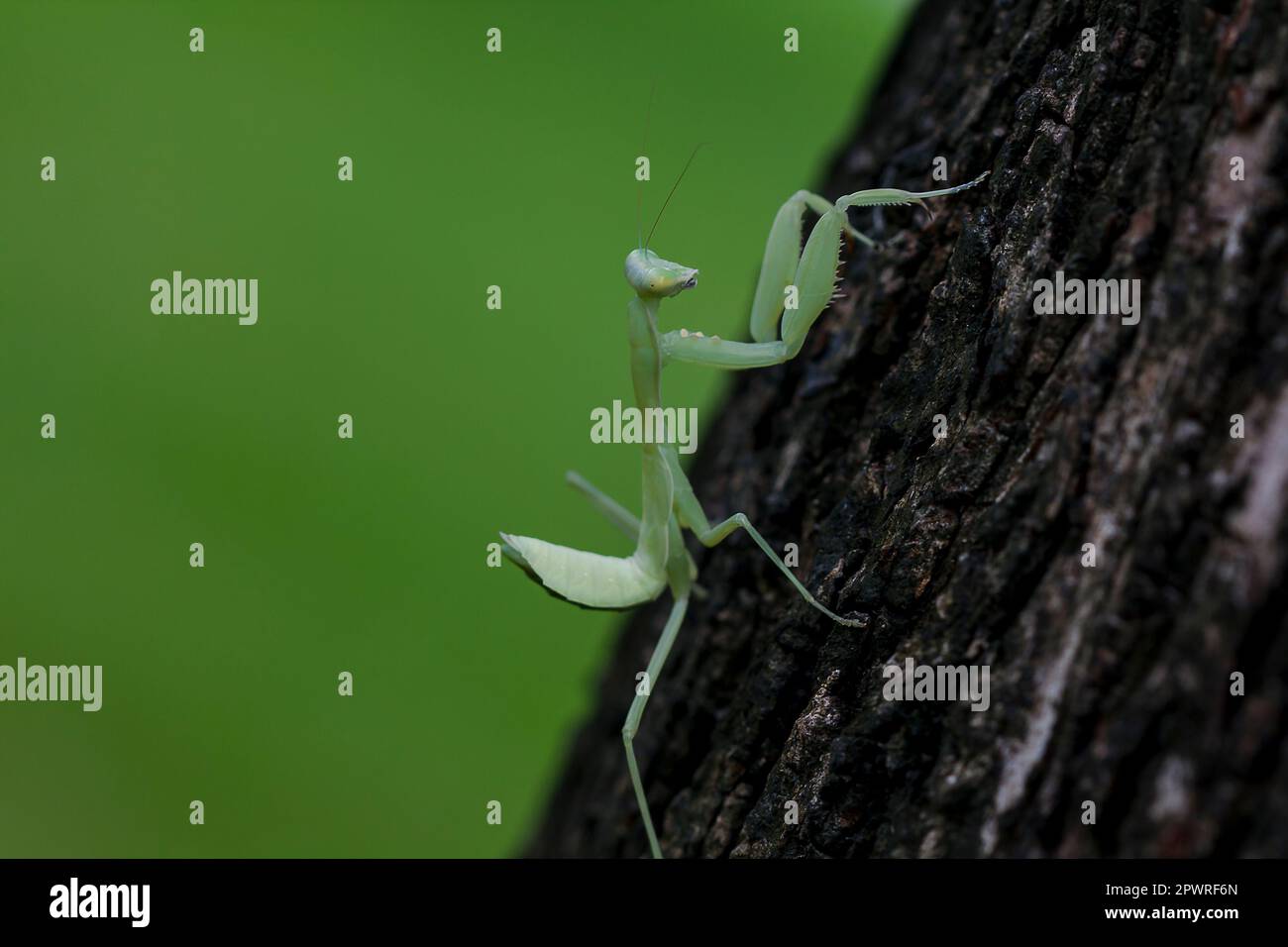 Mantodea species hi-res stock photography and images - Alamy