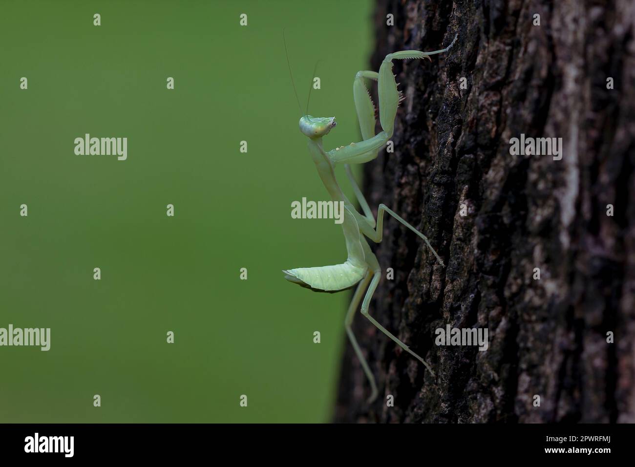 European mantis religiosa on tree hi-res stock photography and images ...