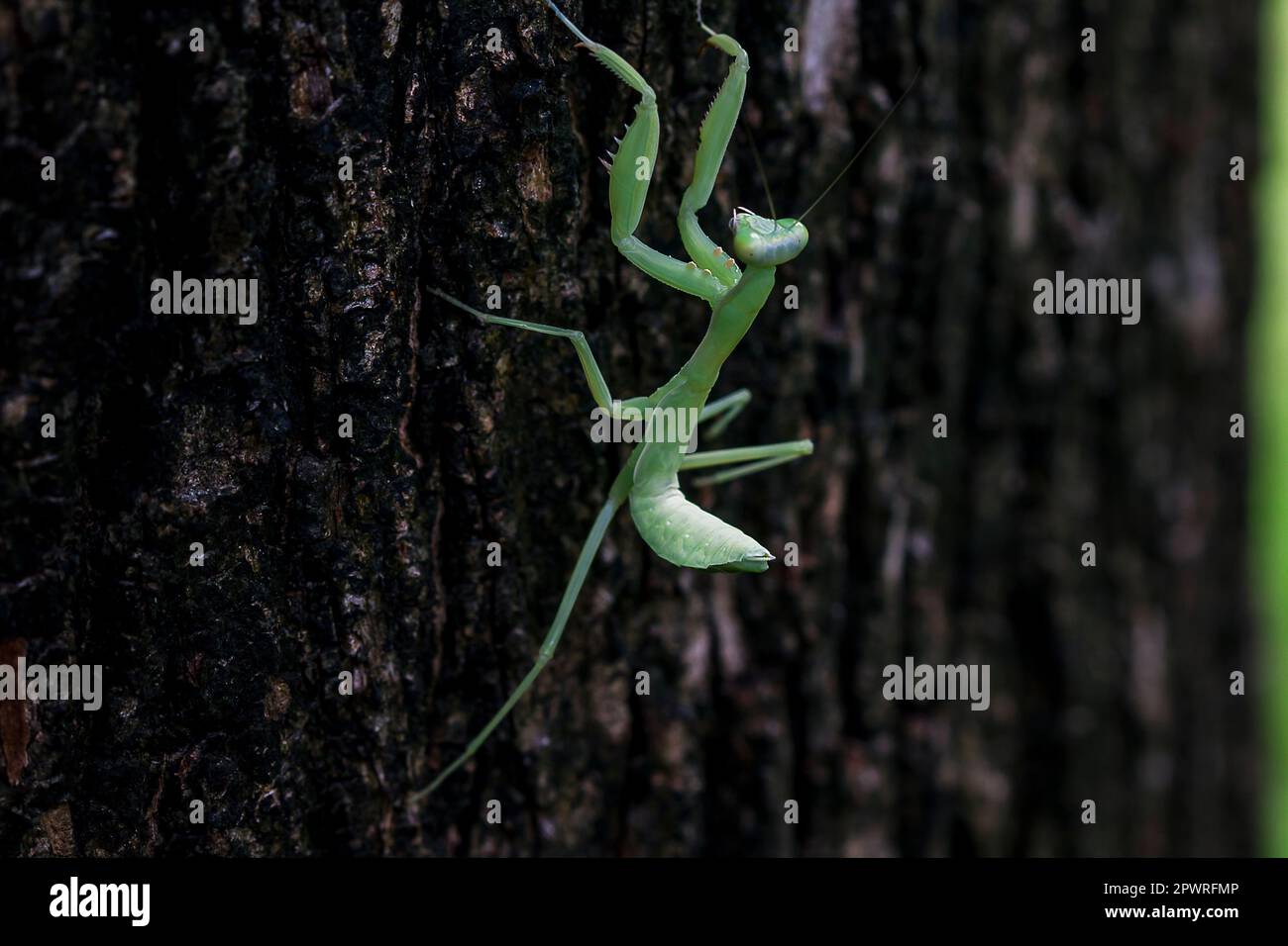 Mantodea species hi-res stock photography and images - Alamy